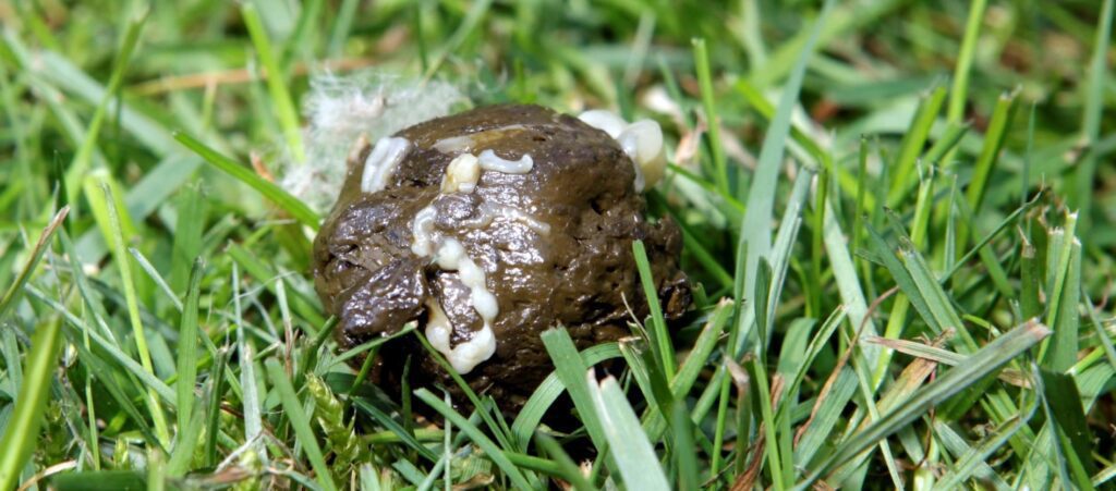 Lintworm is onschuldige parasiet • Het Schaap