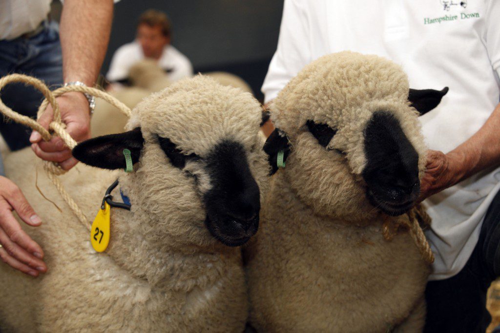 Enting Q-koorts wordt verplicht voor alle fokdagen • Het Schaap