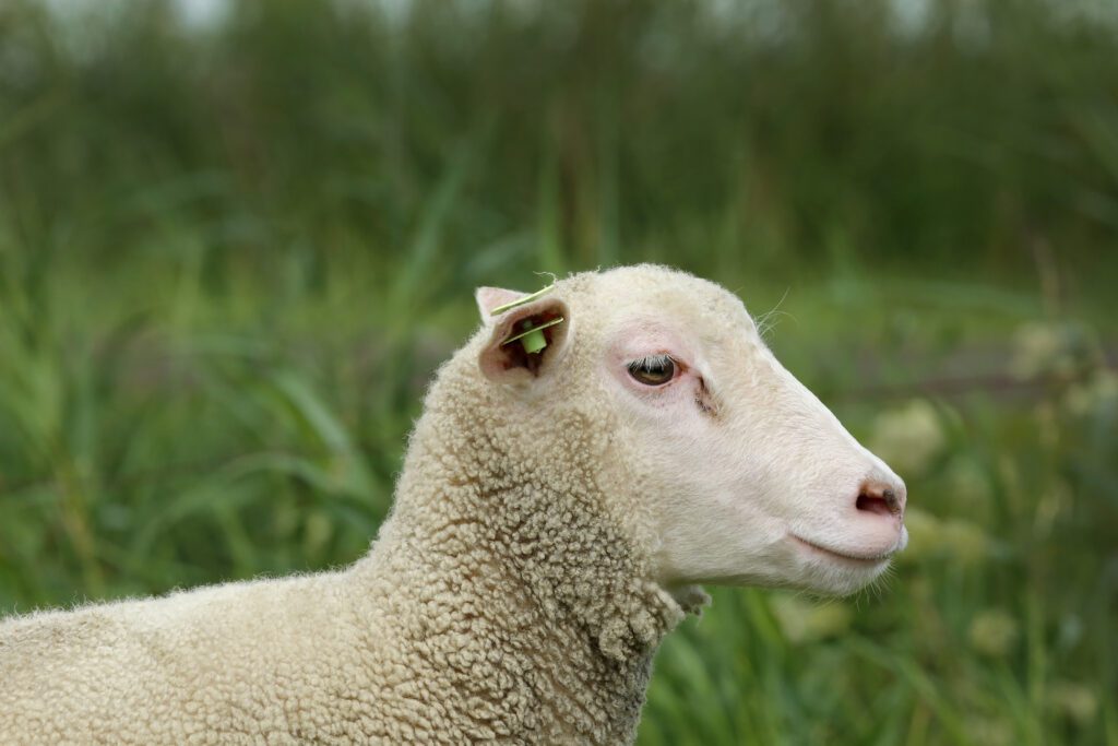 Weer resten dood schaap in Ruinen • Het Schaap