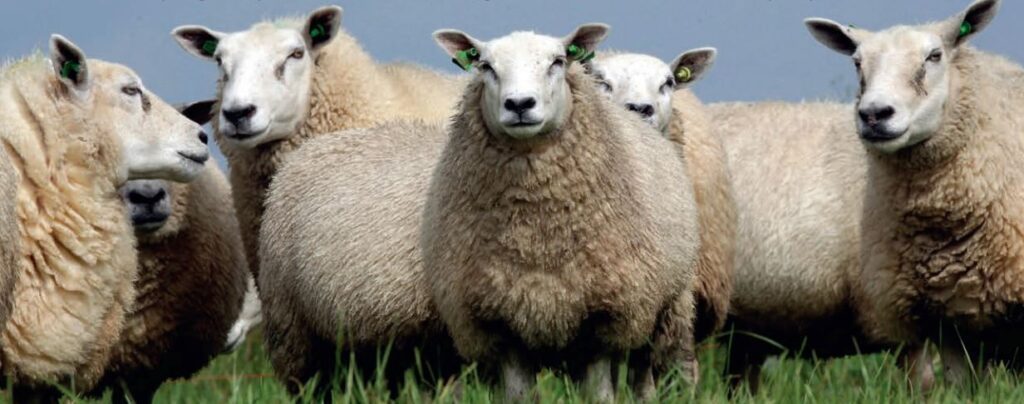 Nauwelijks Q-koorts bij weideschapen • Het Schaap