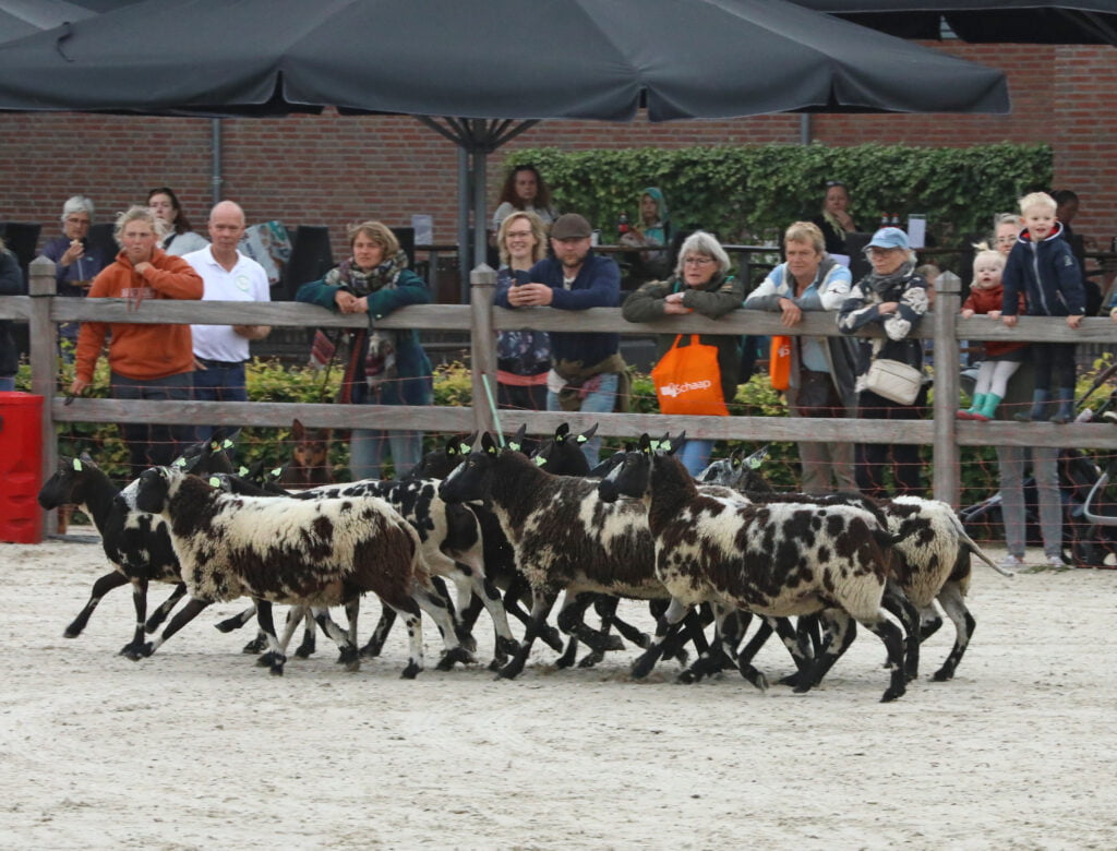 De Dag van het Schaap 2024 in foto's • Het Schaap