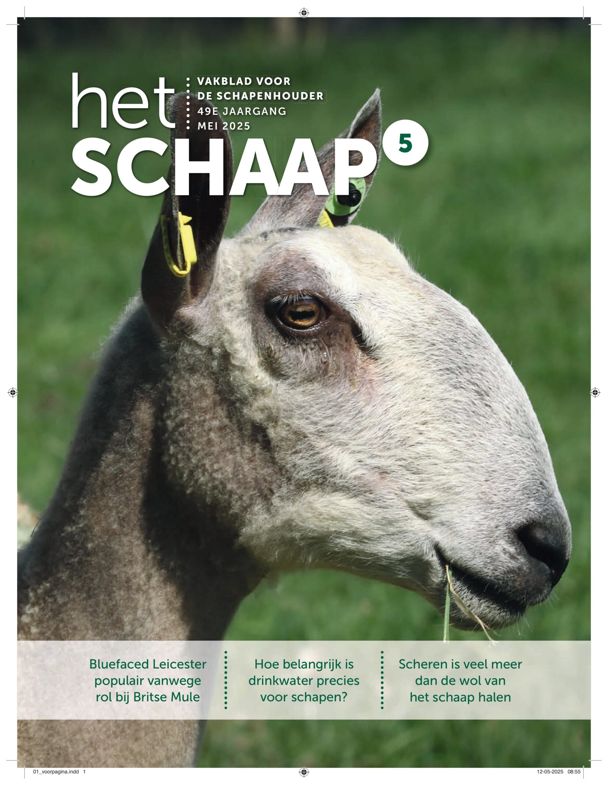Het Schaap • Vakblad en website voor de schapenhouder