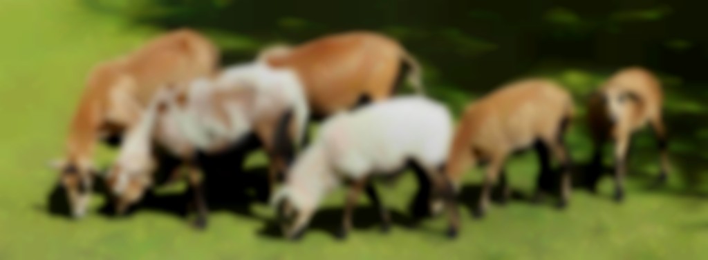 Kameroen • Het Schaap