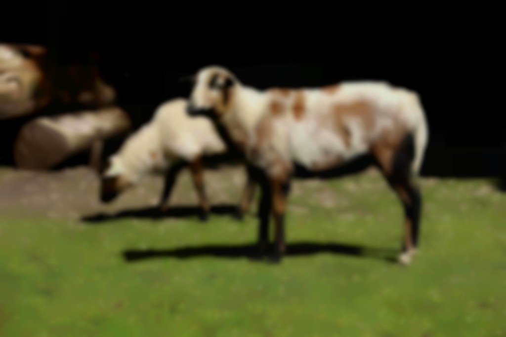 Kameroen • Het Schaap